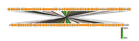 Dot Plot Of The Selected 6 Prophages A Baumanniiprophage