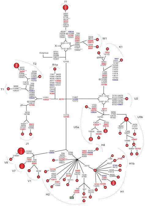 Phylogenetic Network Based On The Coding Sequence Of Mtdna From 64 Download Scientific Diagram