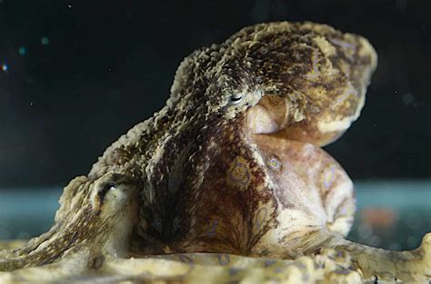Octopus Teeth The Tiny Chainsaw Inside An Octopus Mouth Octonation