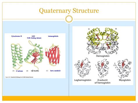 Amino Acids And Proteins Packet 12 Chapter 5 Ppt Download