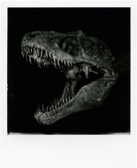 Trex Photos, Download The BEST Free Trex Stock Photos & HD Images