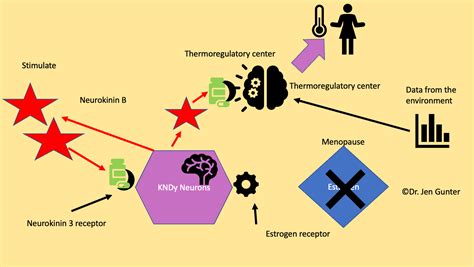 Fezolinetant The New Drug For Hot Flashes Gets Approved By The Fda