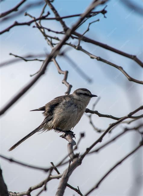 Premium Photo Mimus Saturninus Mocking Bird On The Branches Of An Autumnal Tree