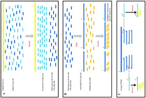 Outline Of The Screening The Sex Specific Molecular Markers Workflow