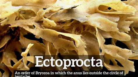 Phylum Ectoprocta Phylum Ectoprocta