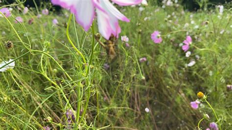 말벌이 꿀벌을 잡아 먹는 상황 네이버 Tv