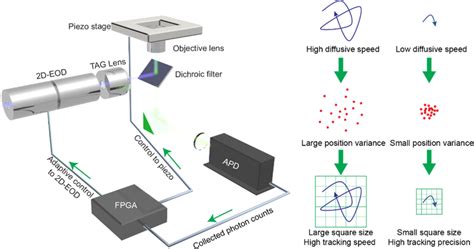 An Adaptive Real Time D Single Particle Tracking Method For Monitoring Viral First Contacts PMC