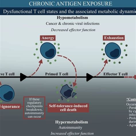 integrated sequential diagram of the potential t cell dysfunction and