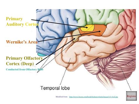 Human Brain