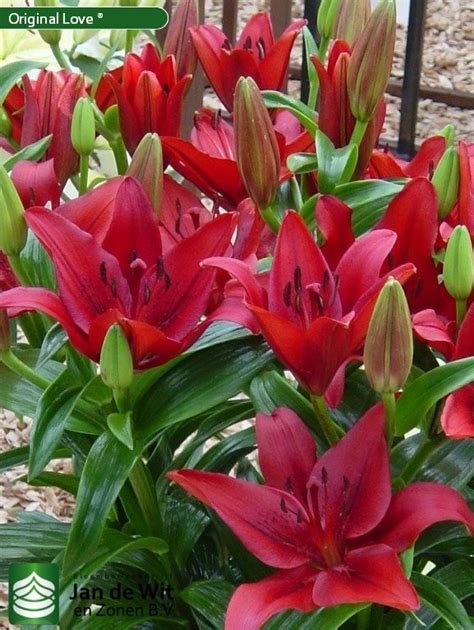Original Love Lily Jan De Wit En Zonen B V