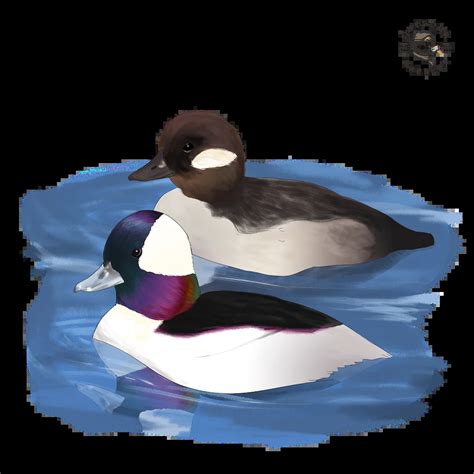 8 Black And White Duck Breeds Farm Ducks Wood Ducks And Sea Ducks Outdoor Happens