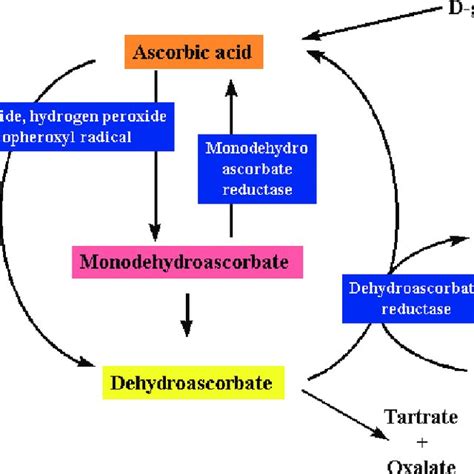 Synthesis And Degradation Of L Ascorbic Acid In Plant Tissues [18] Download Scientific Diagram