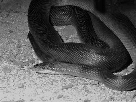 Water Python Wildlife Mountain Australia