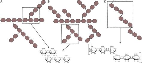 Basic Structural Motifs Of The α Glucan Substrates Amylopectin A Download Scientific Diagram