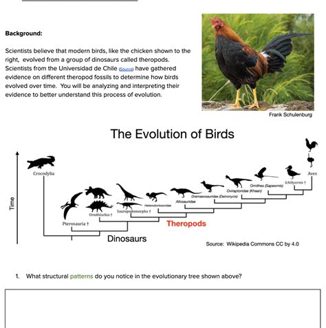 Fossil Record Evolution