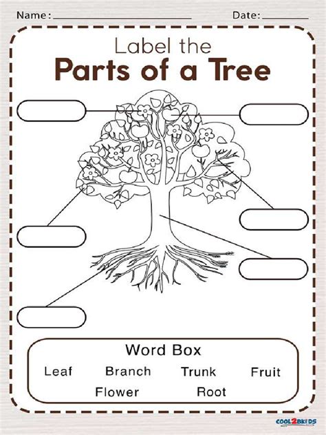 Parts Of A Tree Identify And Explain Worksheet Worksheets Library