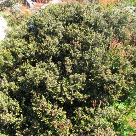 Podocarpus Lawrencei Plant Care And How To Grow Water