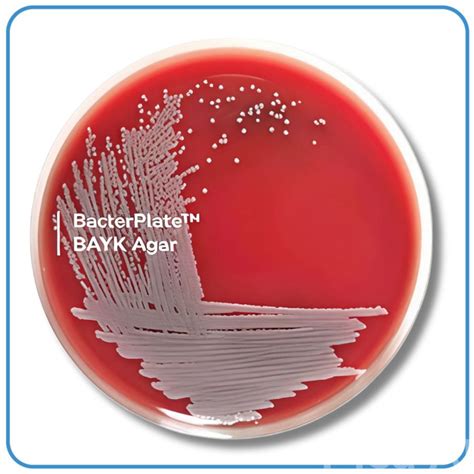 Bacterplate™ Bayk Agar Bacterlab