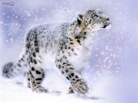 Cool Snow Leopard Wallpapers Top Free Cool Snow Leopard Backgrounds WallpaperAccess Cool Snow Leopard Wallpapers Top Free Cool Snow Leopard Backgrounds WallpaperAccess