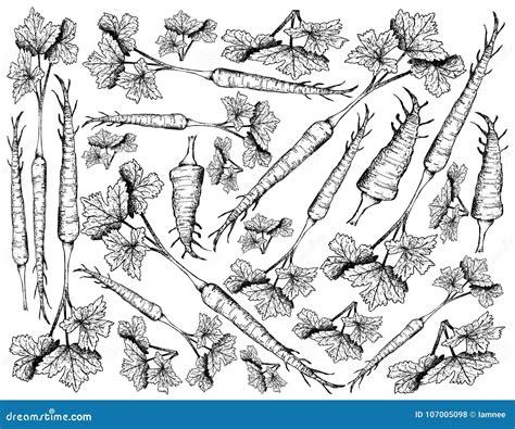 hand drawn of parsnip on white background stock vector illustration