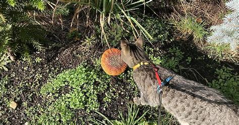 My Kitty Cautiously Checks Out A Shroom Album On Imgur