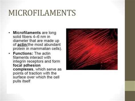 Introduction To Cell Physiology By Dr Mehr Wali Shah Ppt
