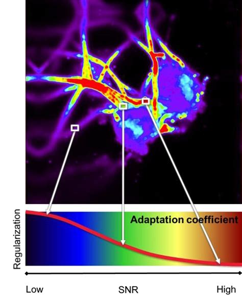 The Power Of Pairing Adaptive Deconvolution With Computational Clearing Learn And Share Leica