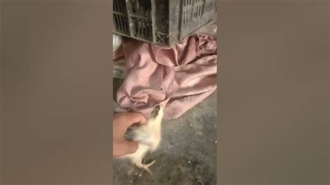 ফাউমি সাসেক্স ক্রস বাচ্চা Youtube