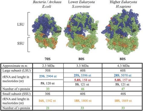 Side View Of Ribosomes From Bacteria Budding Yeast And Human Cryo Em Download Scientific