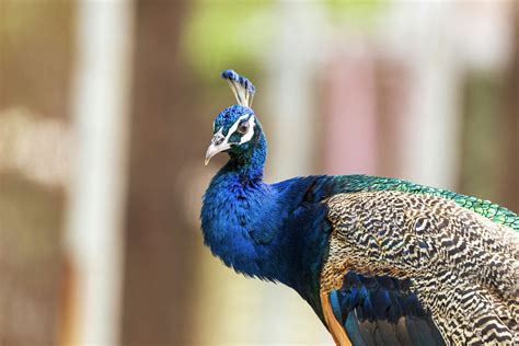 Blue And Brown Peacock Photo Free Animal Image On Unsplash