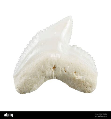 Tiger Shark Tooth Galeocerdo Cuvier Typical Tooth Shape Which Is