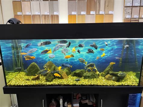 Акваріум 450 Літрів 12000 грн 12 000 грн Акваріумістика Прилуки на Olx