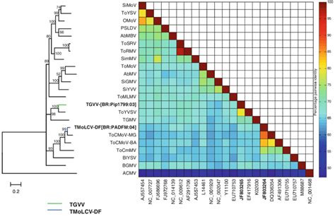 Maximum Likelihood Phylogenetic Tree With Gtrg4 Selected As The