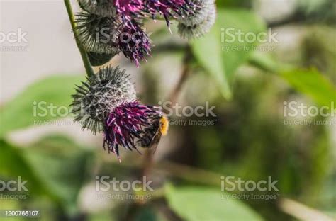 그의 모피에 꽃가루와 큰 얽히고 설킨 밝은 노란색과 갈색 범블 꿀벌은 흐린 녹색 배경에 여름에 정원에서 보라색 우엉 꽃을 수분 0명에 대한 스톡 사진 및 기타 이미지
