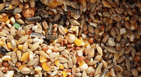 Agronomic Biofortification Programs And Their Potential To Overcome Global Iodine Deficiencies