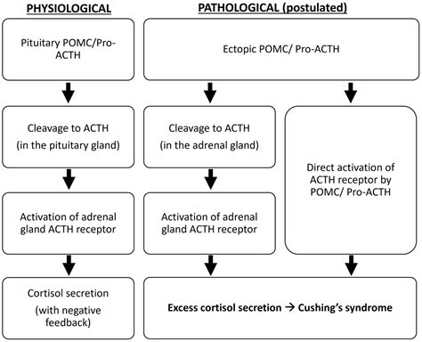 Cushing S Syndrome Caused By Acth Precursors Secreted From A Pancreatic Yolk Sac Tumor In An