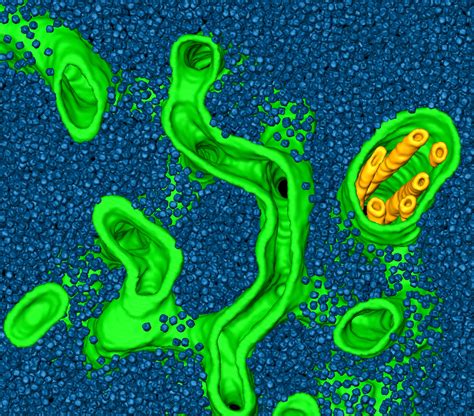 Green Algae Could Be Key To Engineering Faster Growing Crops Carnegie Institution For Science