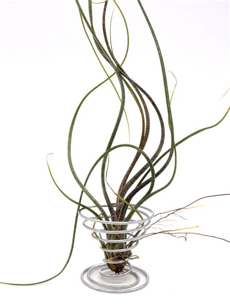 Tillandsia butzii – Giardino Carnivoro