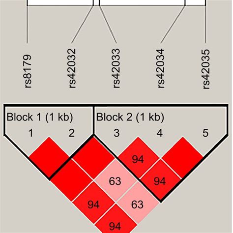 Linkage Disequilibrium Block Construction Two Blocks Were Detected In Download Scientific
