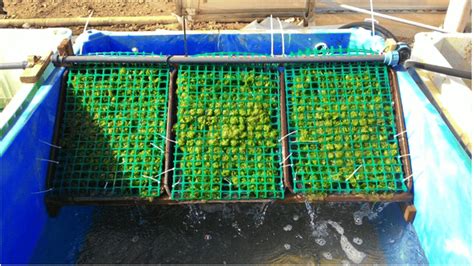 The Setup For The Spray Culture Experiments Ulva Fasciata Mattresses Download Scientific