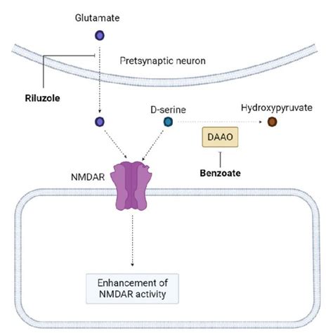 Nmdar Signaling Pathway Created With Download Scientific Diagram