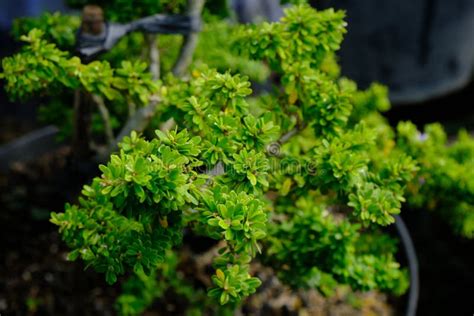 small beautiful leaf of one desmodim species tree verry small leaf tree