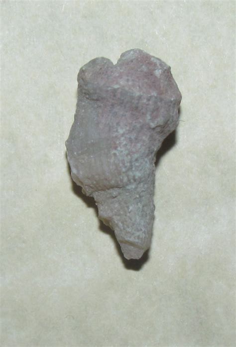 Lophophyllidium Spinosum Coral A  Members Gallery The Fossil Forum