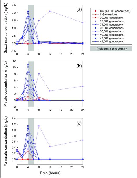 Concentrations Of Succinate A Malate B And Fumarate C In Download Scientific Diagram