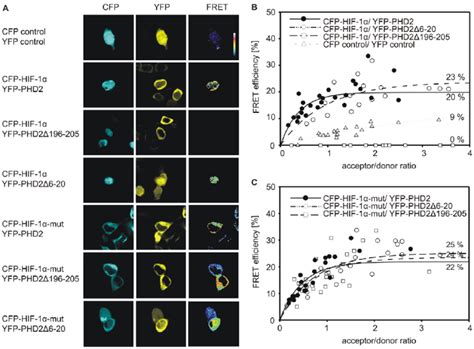 Intracellular Phd2 Localisation Is Not Influenced By Expression Of The