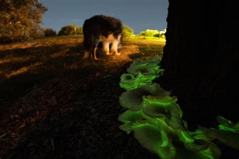 Ghost Mushrooms Spotted In Sydney As Nsw Poisons Information Centre