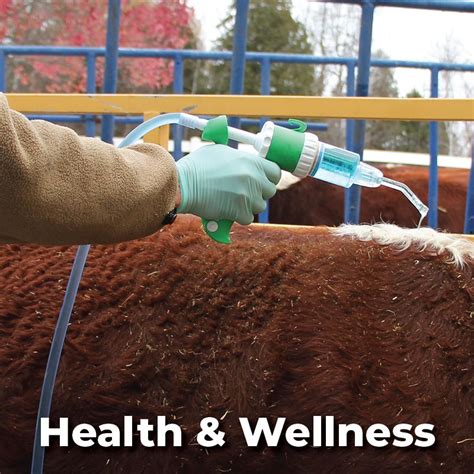 Cattle Health And Wellness