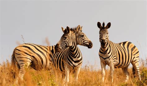 Grevys Zebra Facts Diet And Habitat Information