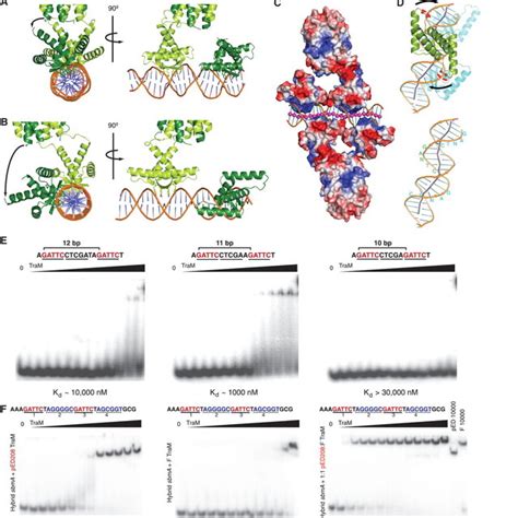 Models For Cooperative Recognition Of Dna And Trad By Tram A Model