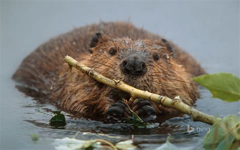 North American Beaver In Denali National Park And Preserve Alaska